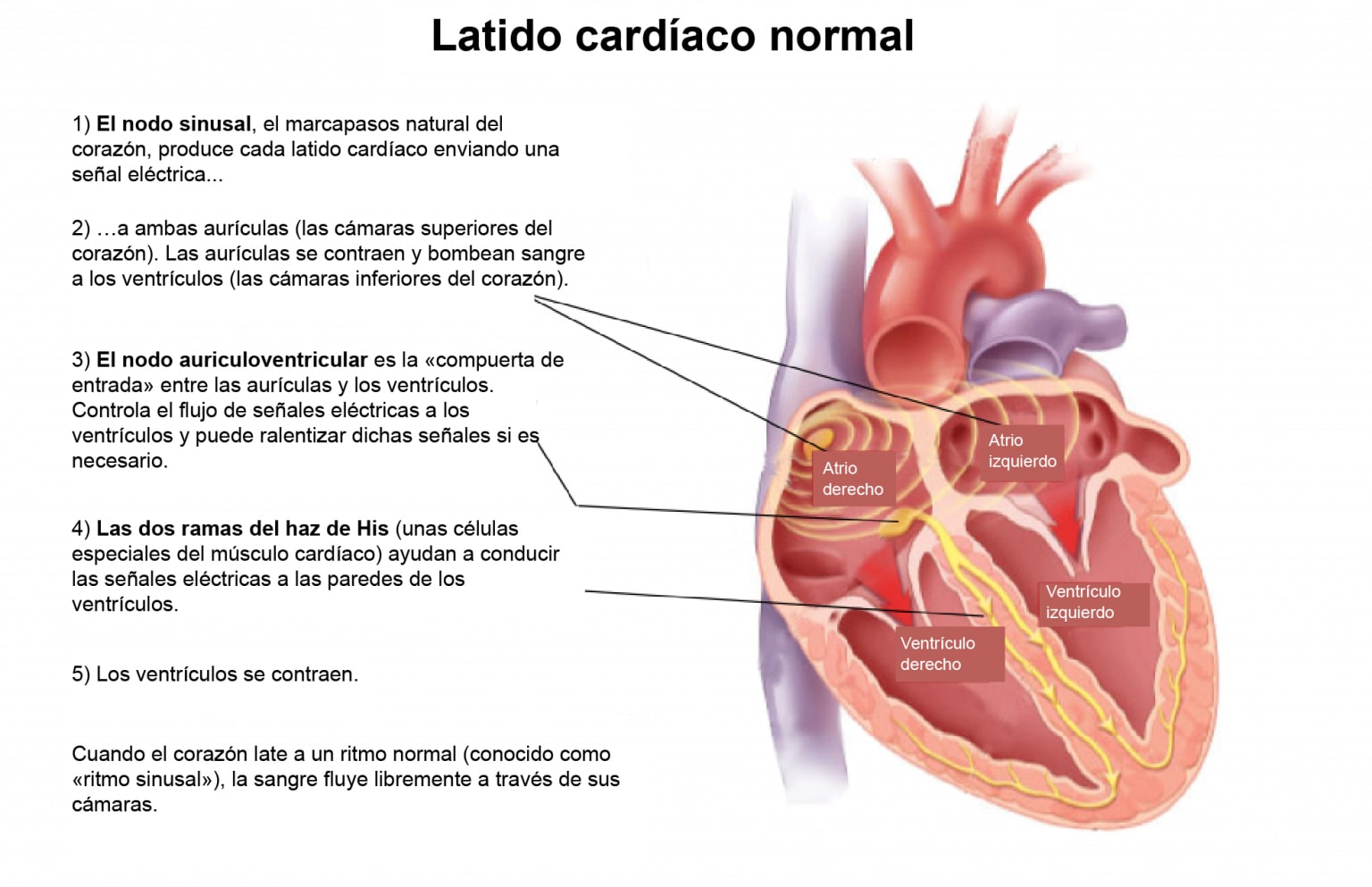 El ritmo cardíaco normal y la anatomía | La fibrilación auricular importa