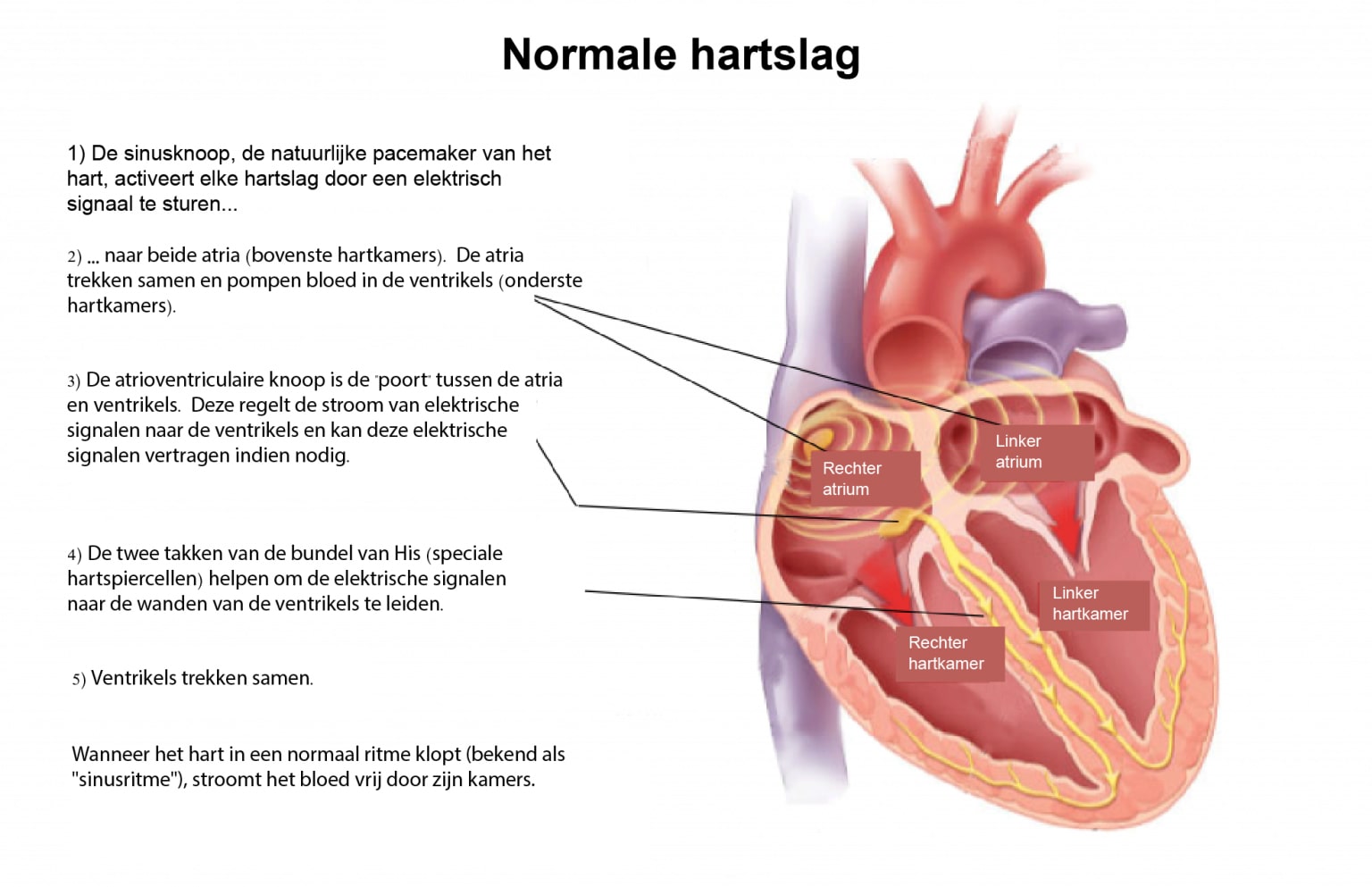 Het normale hartritme en de hartanatomie | Aandacht voor atriumfibrilleren