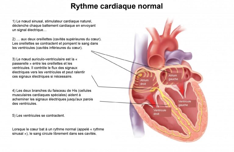 Le rythme cardiaque normal et l’anatomie | L’importance de la ...