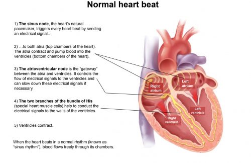 The Normal Heart Rhythm and Anatomy | Atrial Fibrillation Matters